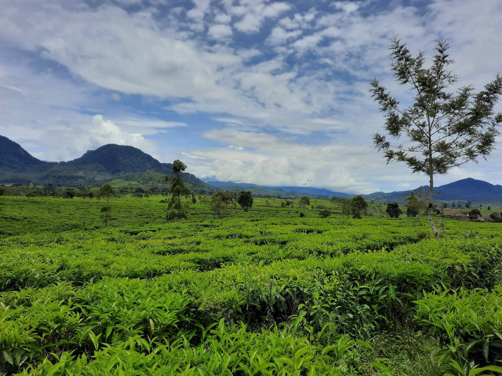 Kebun Teh Jangkung Malabar, Wisata yang Eksotis. - Blog si Kaki Palsu