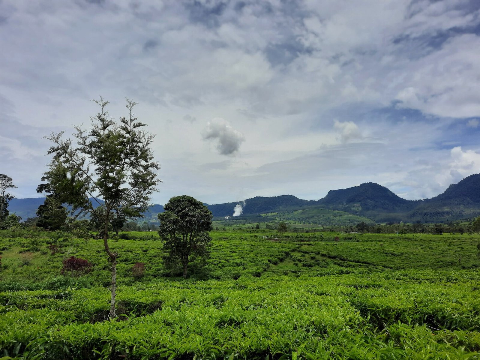 Kebun Teh Jangkung Malabar, Wisata yang Eksotis. - Blog si Kaki Palsu
